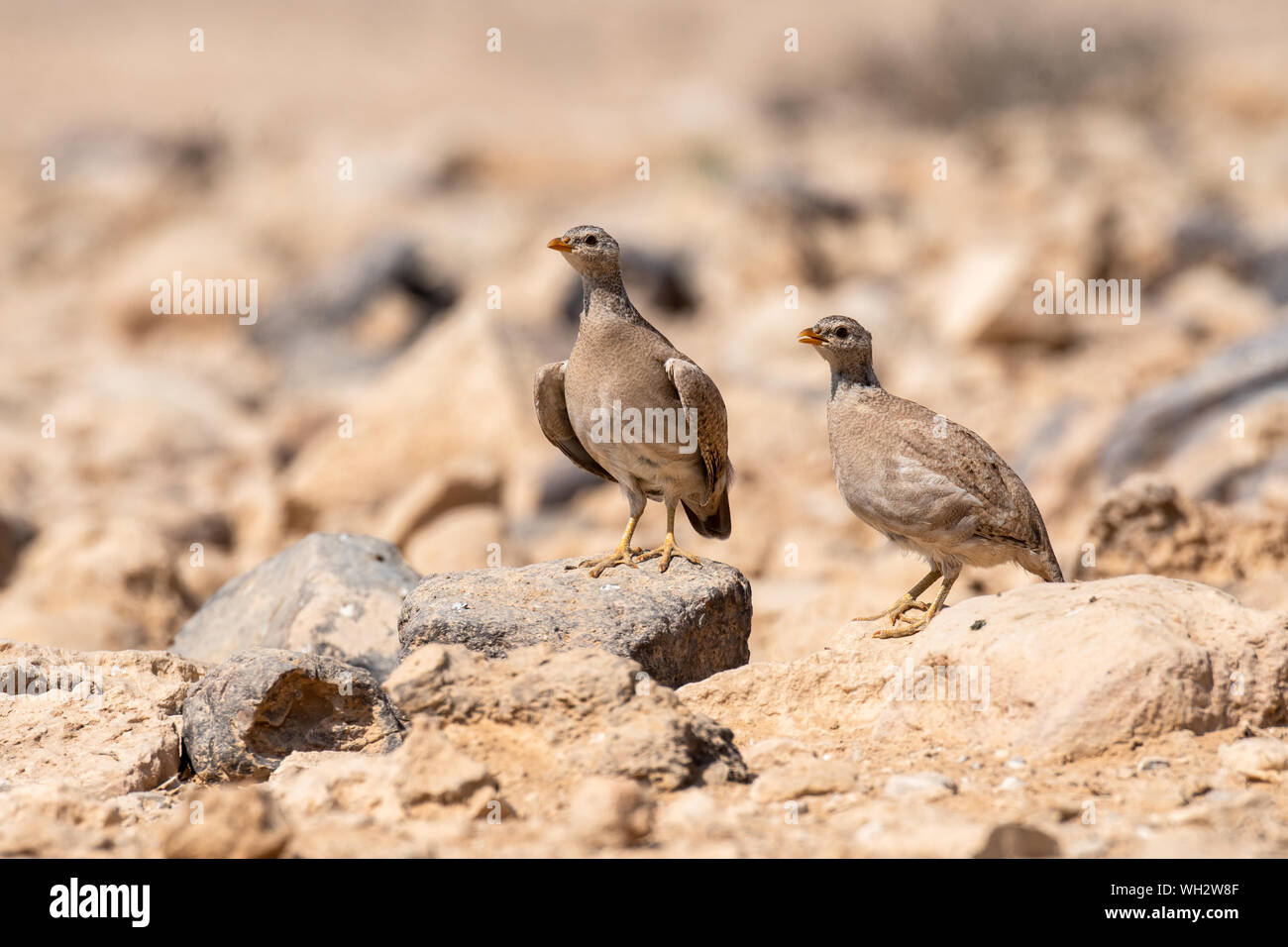 females Sand Partridge (Ammoperdix heyi) In the Negev Desert Israel ...