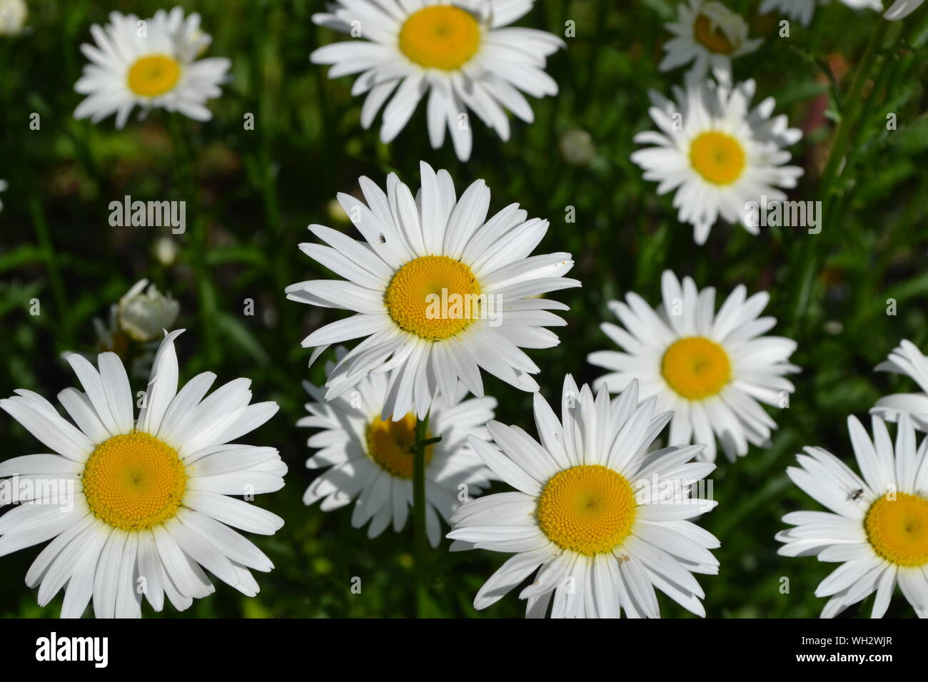 Gardening Home garden, flower bed. House, field, farm, village. Daisy ...