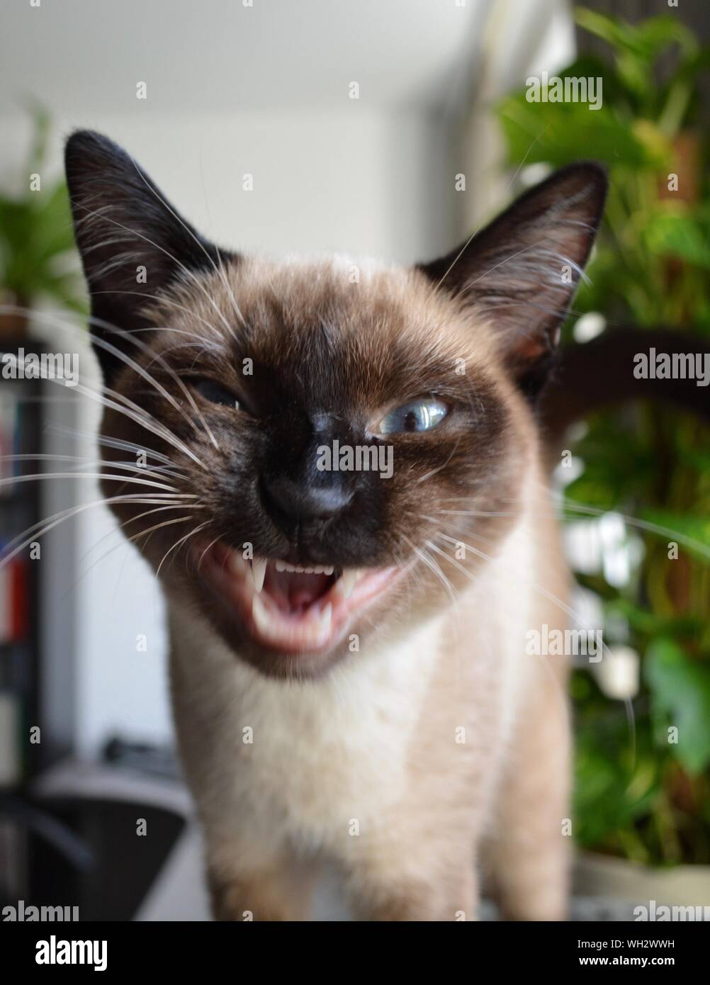 Angry cat hi-res stock photography and images - Alamy