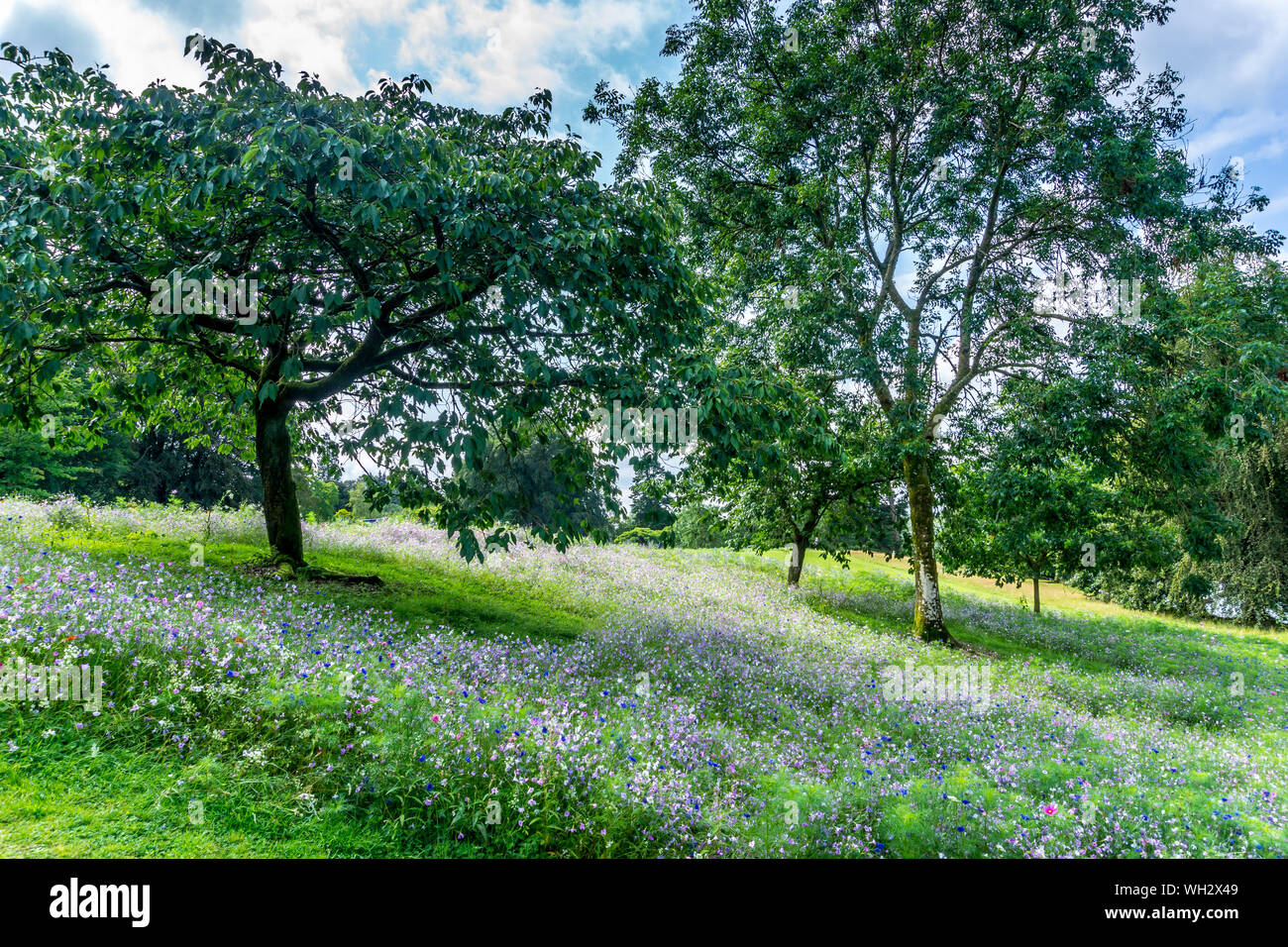 Trees and meadow flowers, near lake Windermere, Windermere, Cumbria ...