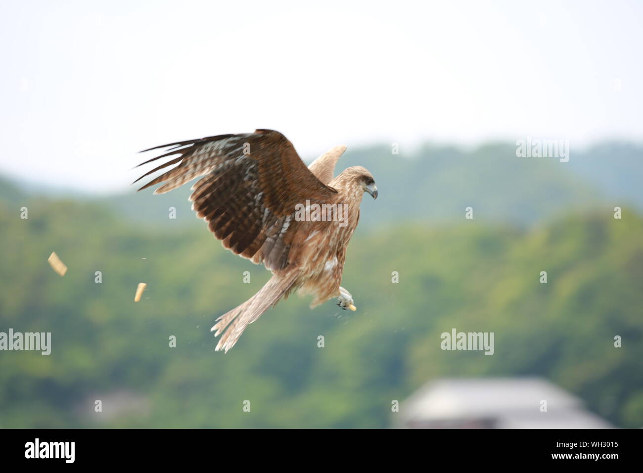Air hawk hi-res stock photography and images - Alamy