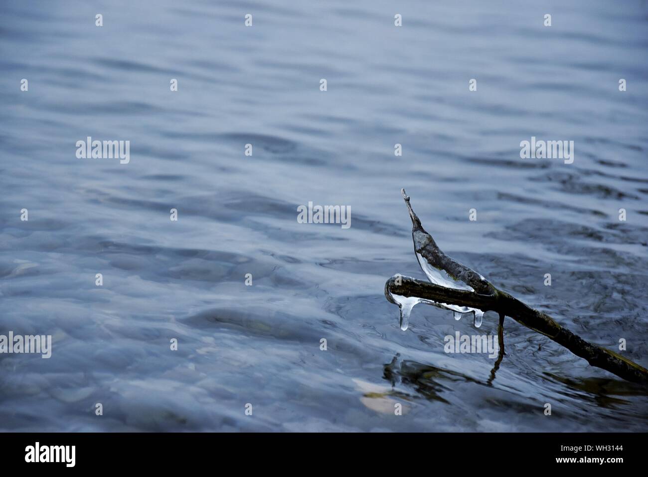 Frozen Stick High Resolution Stock Photography and Images - Alamy