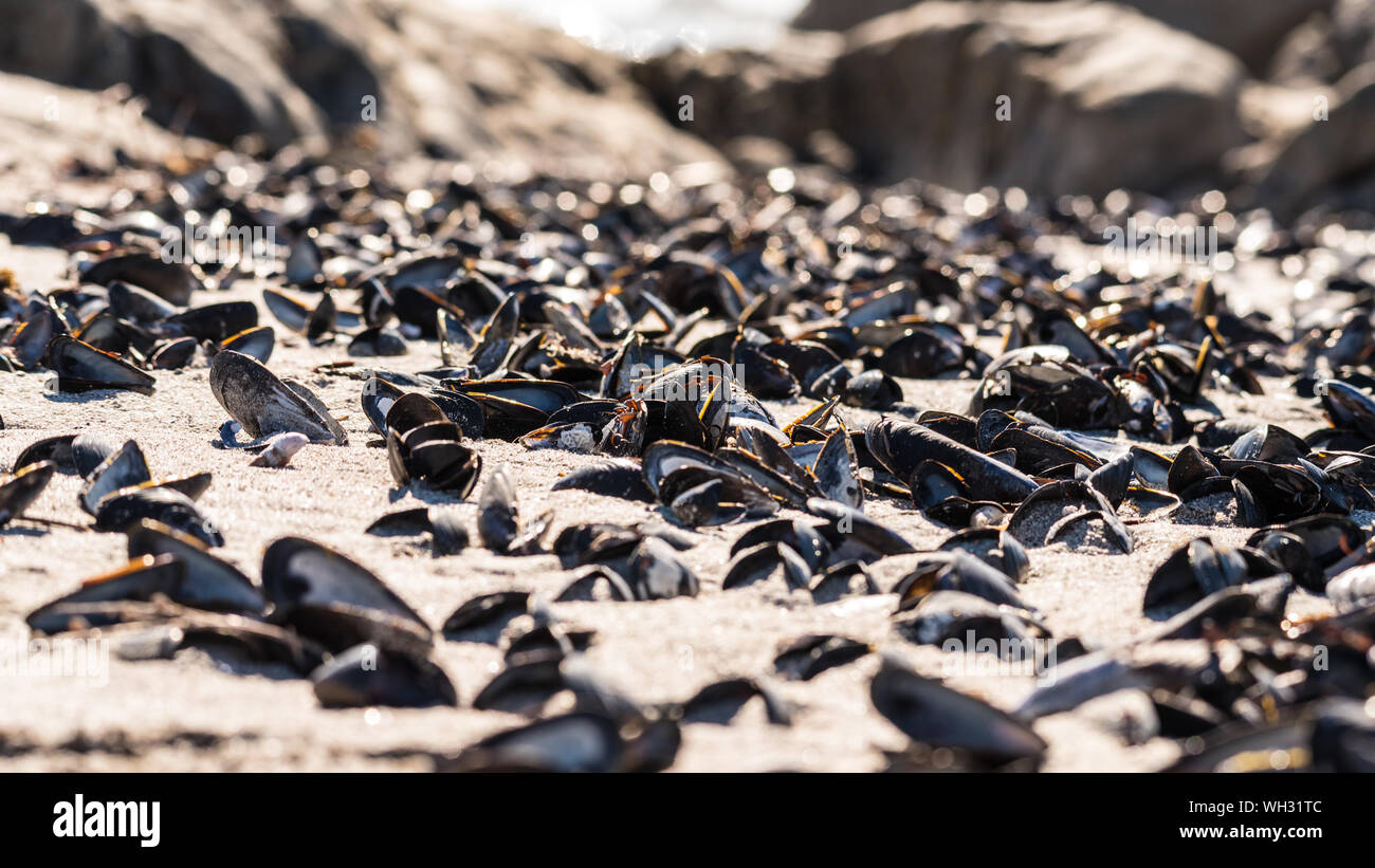 Mussel shells hi-res stock photography and images - Alamy