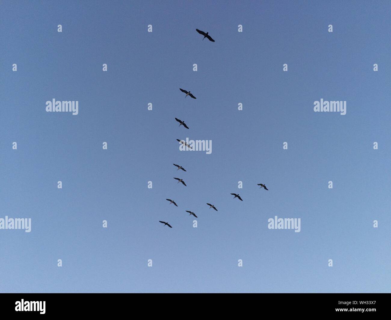 Birds Flying V Formation High Resolution Stock Photography and Images ...