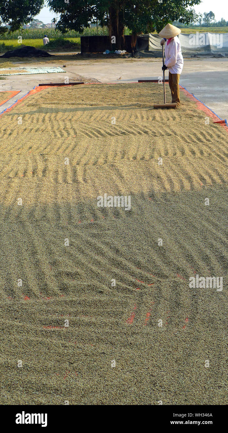 Drying rice hi-res stock photography and images - Alamy