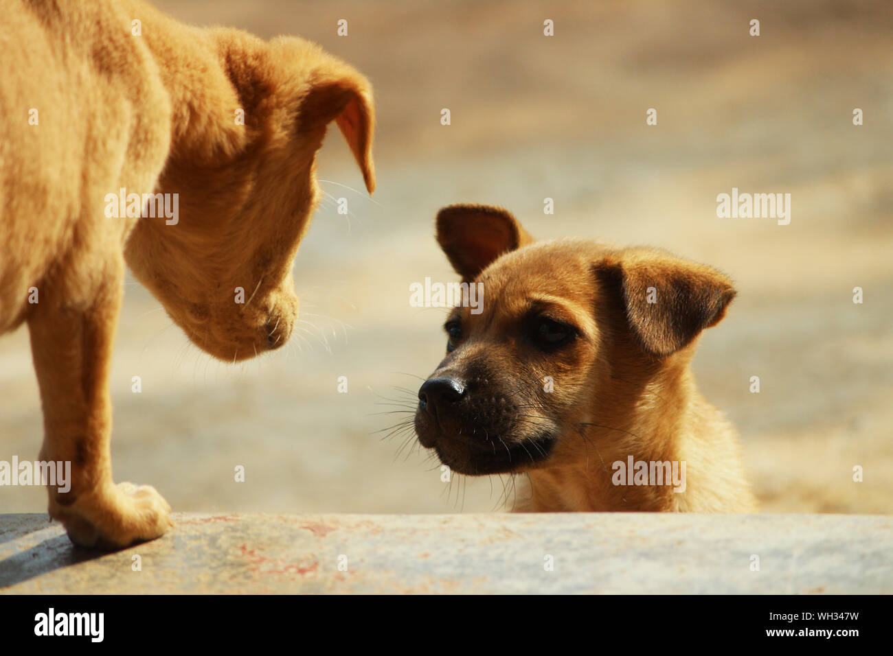 Domestic breed puppies playing outdoor Stock Photo - Alamy