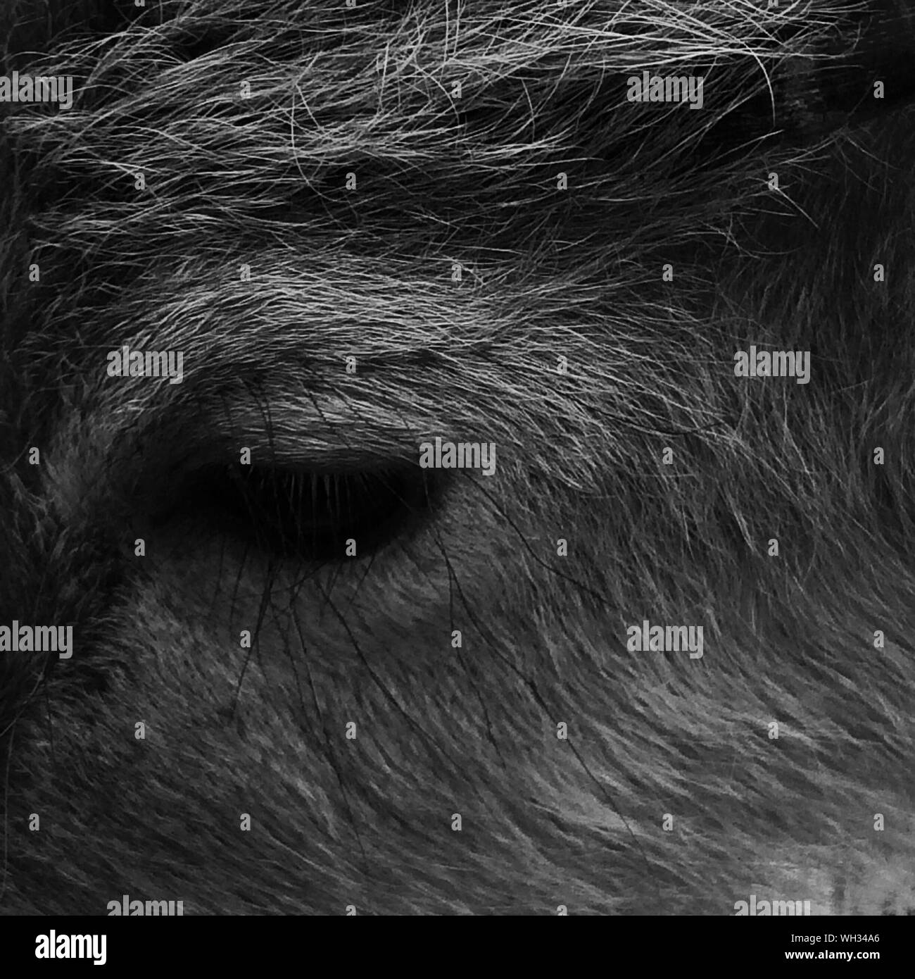 Cow Eyes High Resolution Stock Photography and Images - Alamy