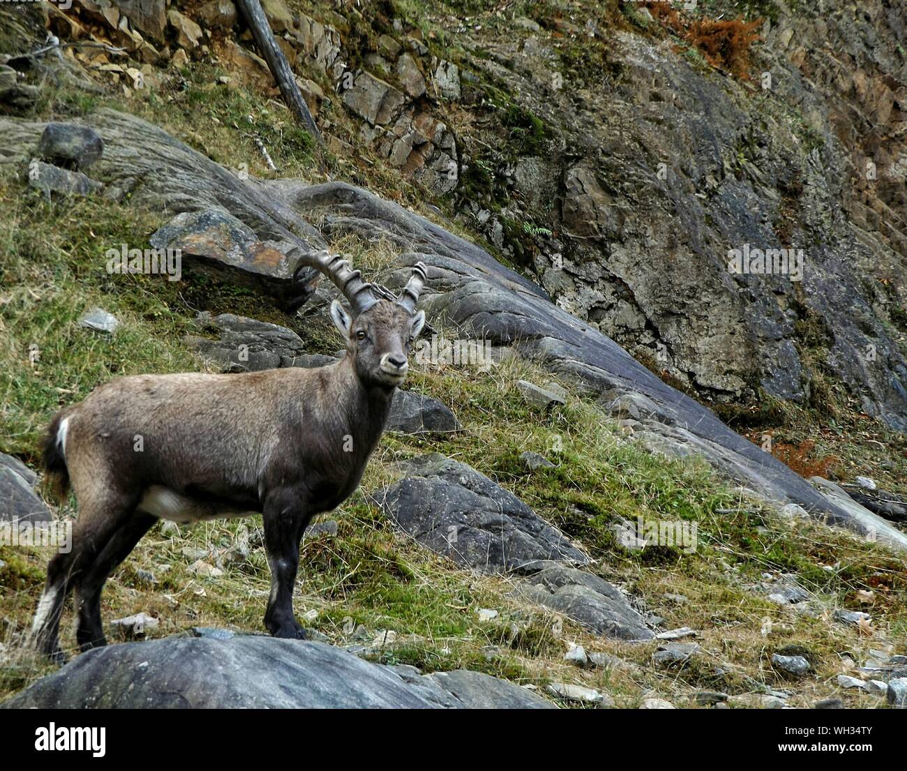 Rock deer hi-res stock photography and images - Alamy