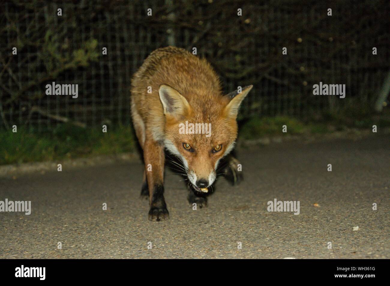 Fox road night hi-res stock photography and images - Alamy