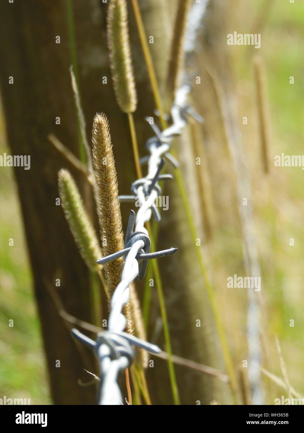 Bared wire protection hi-res stock photography and images - Alamy