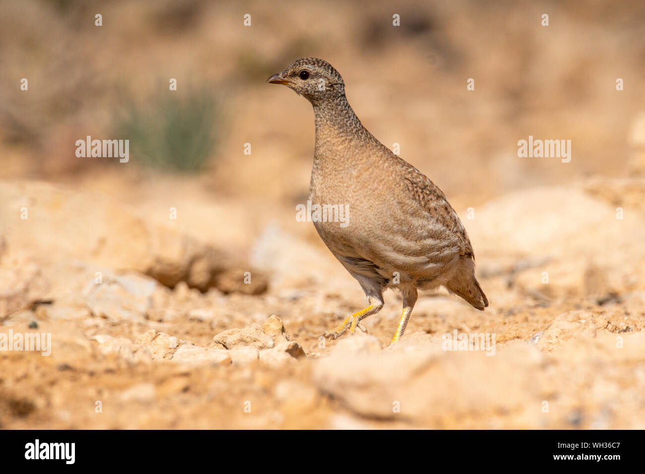Female partridge hi-res stock photography and images - Alamy
