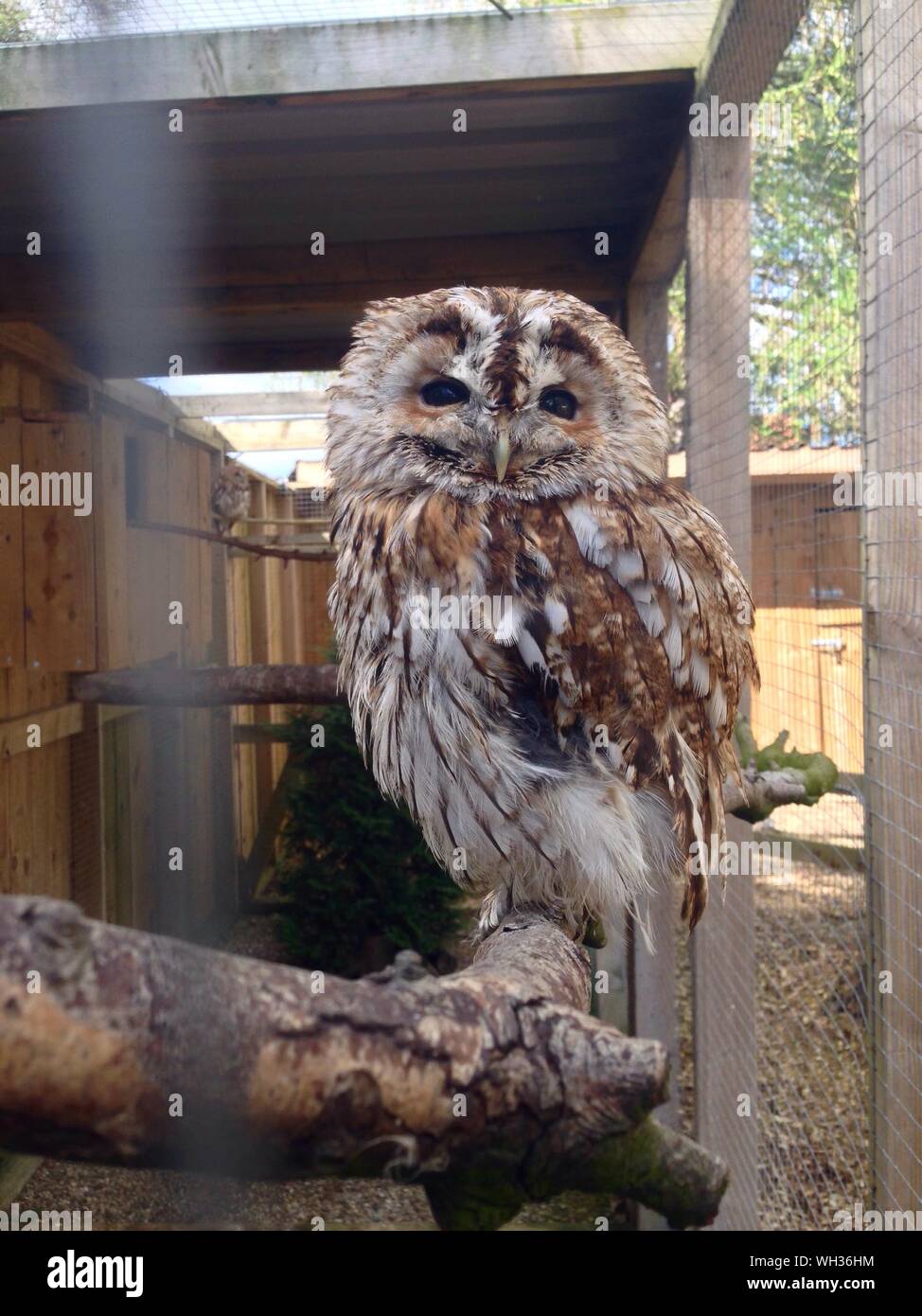 Owl Cage High Resolution Stock Photography and Images - Alamy