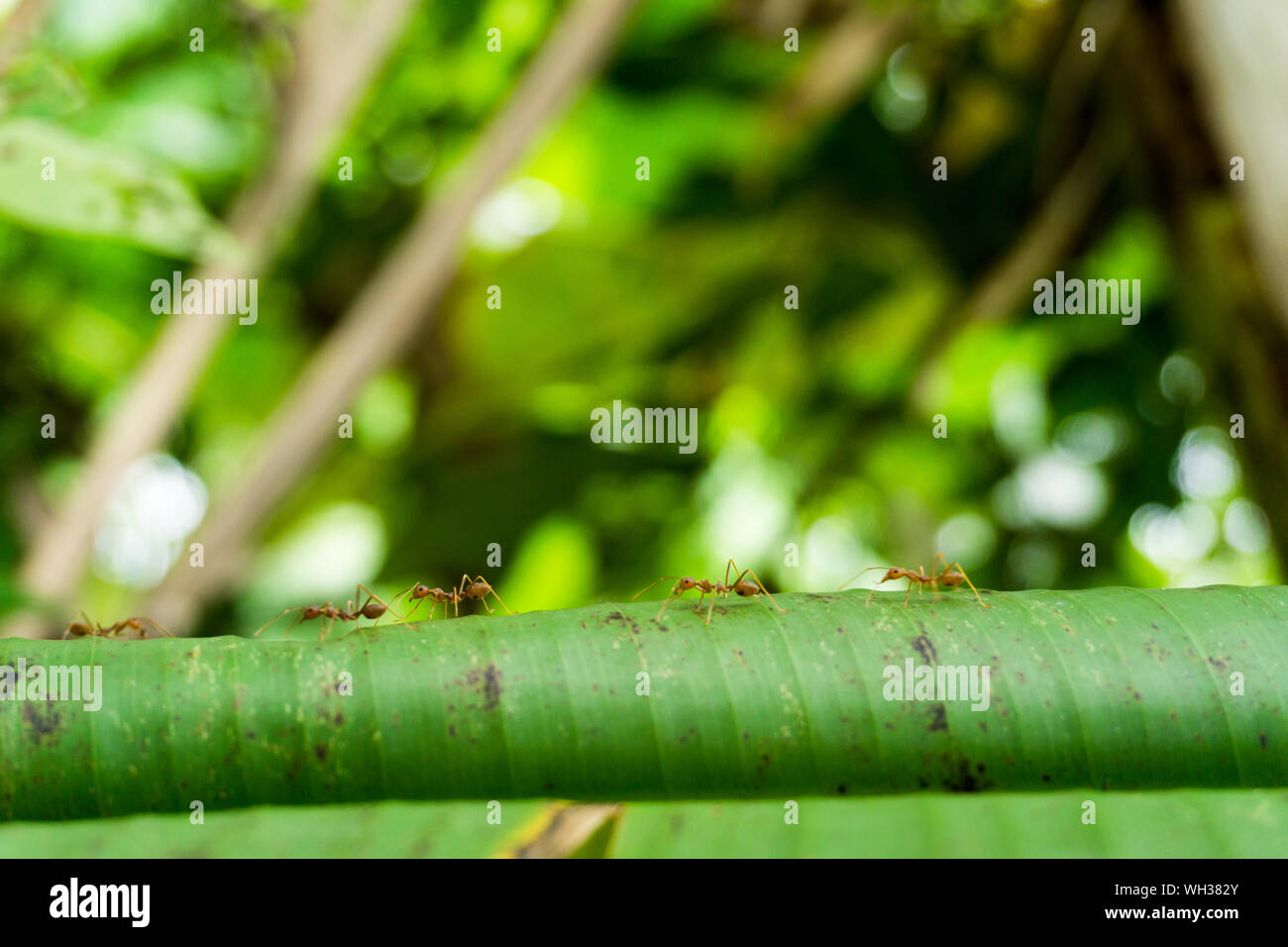 Leaf insects hi-res stock photography and images - Alamy