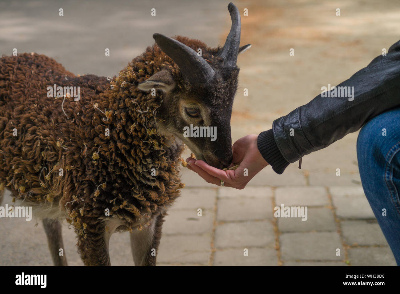 Person Holding Goat High Resolution Stock Photography and Images - Alamy