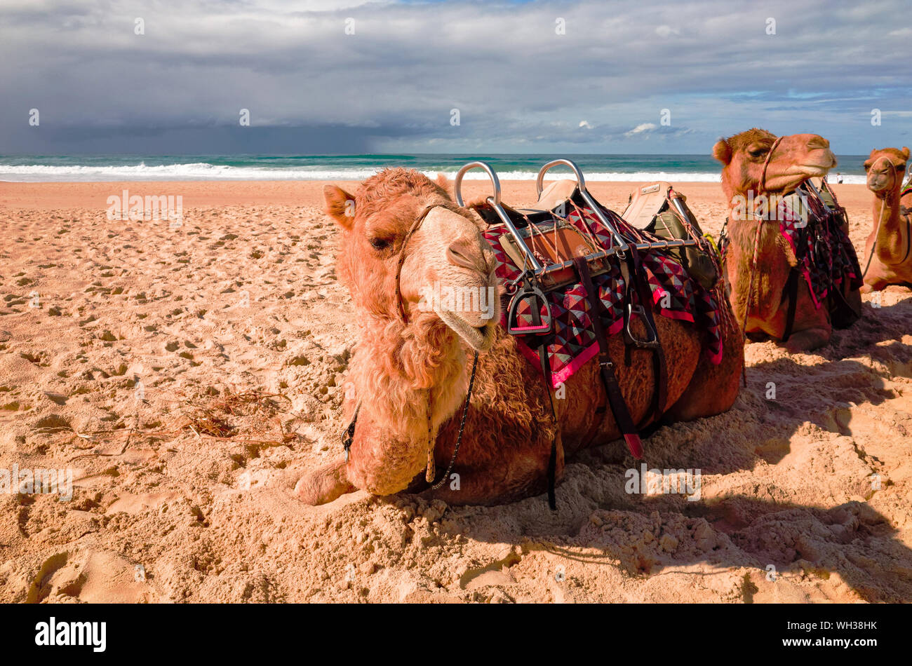 Camel lying beach hi-res stock photography and images - Alamy
