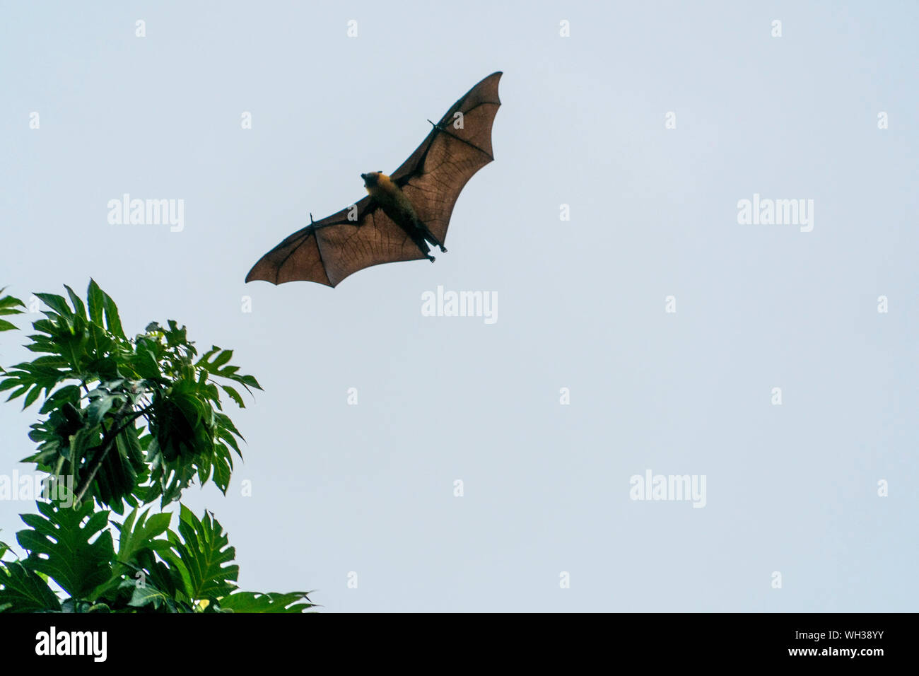 Flying fox bat face hi-res stock photography and images - Alamy