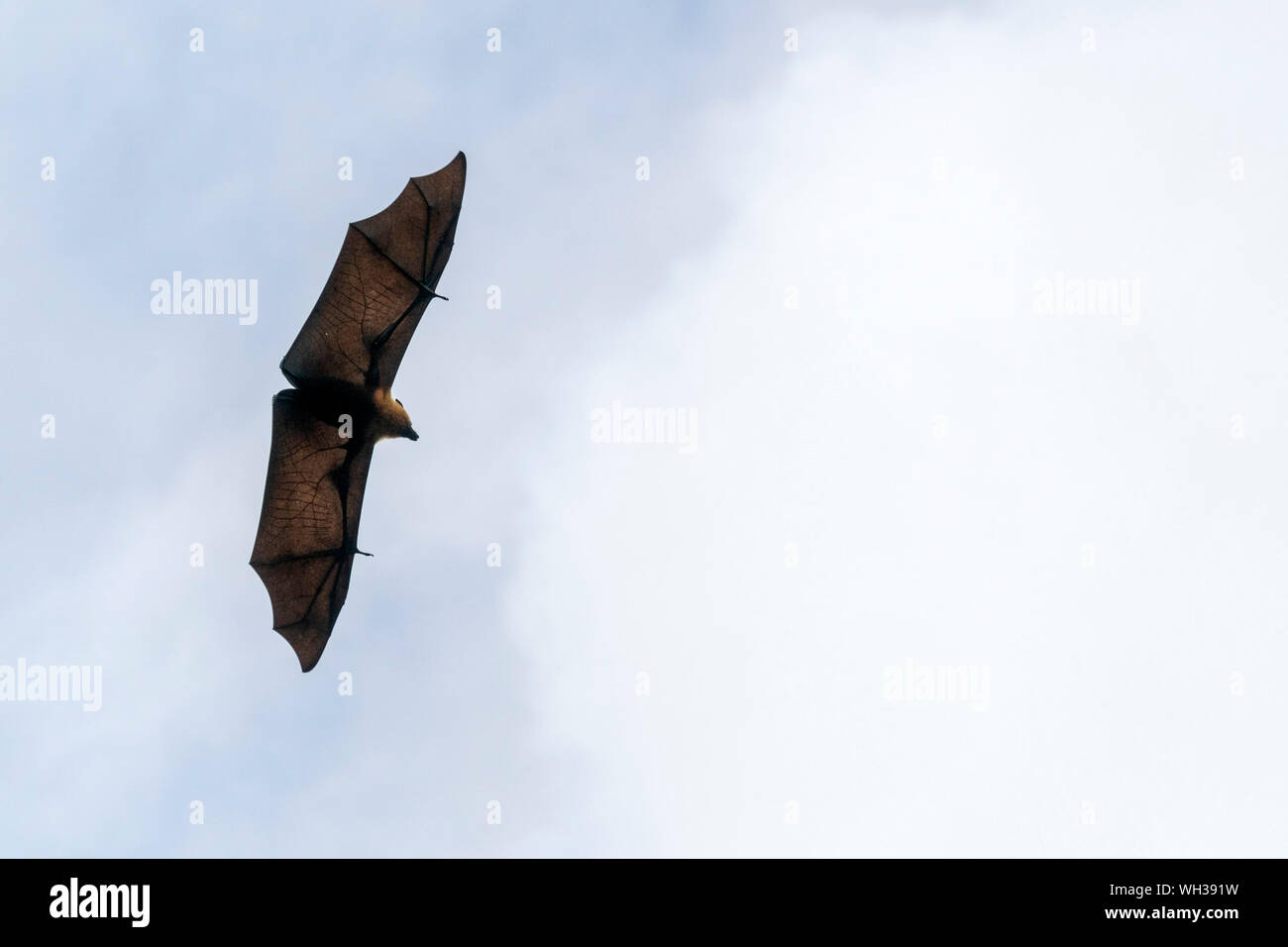 Flying fox bat face hi-res stock photography and images - Alamy