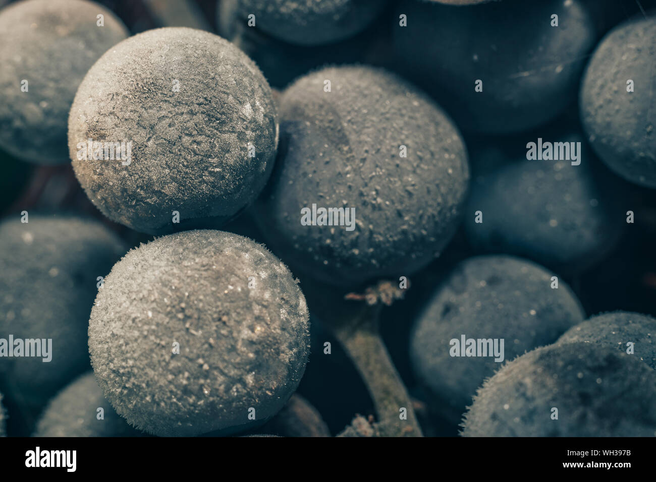 Close up frozen grape hi-res stock photography and images - Alamy