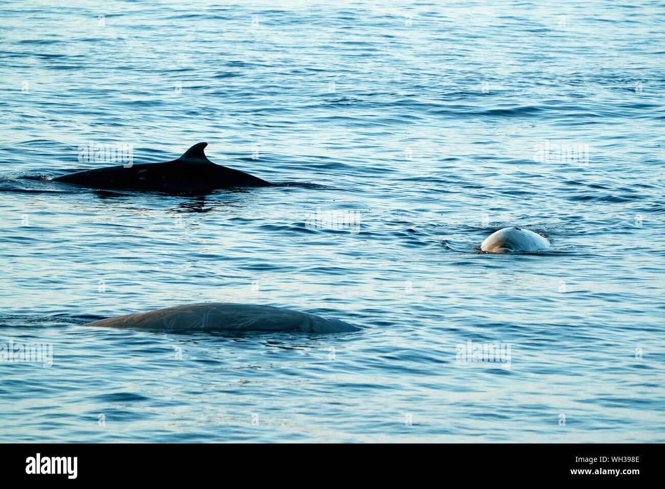 Dolphin goose beaked Cuvier's whale ultra rare to see Stock Photo - Alamy