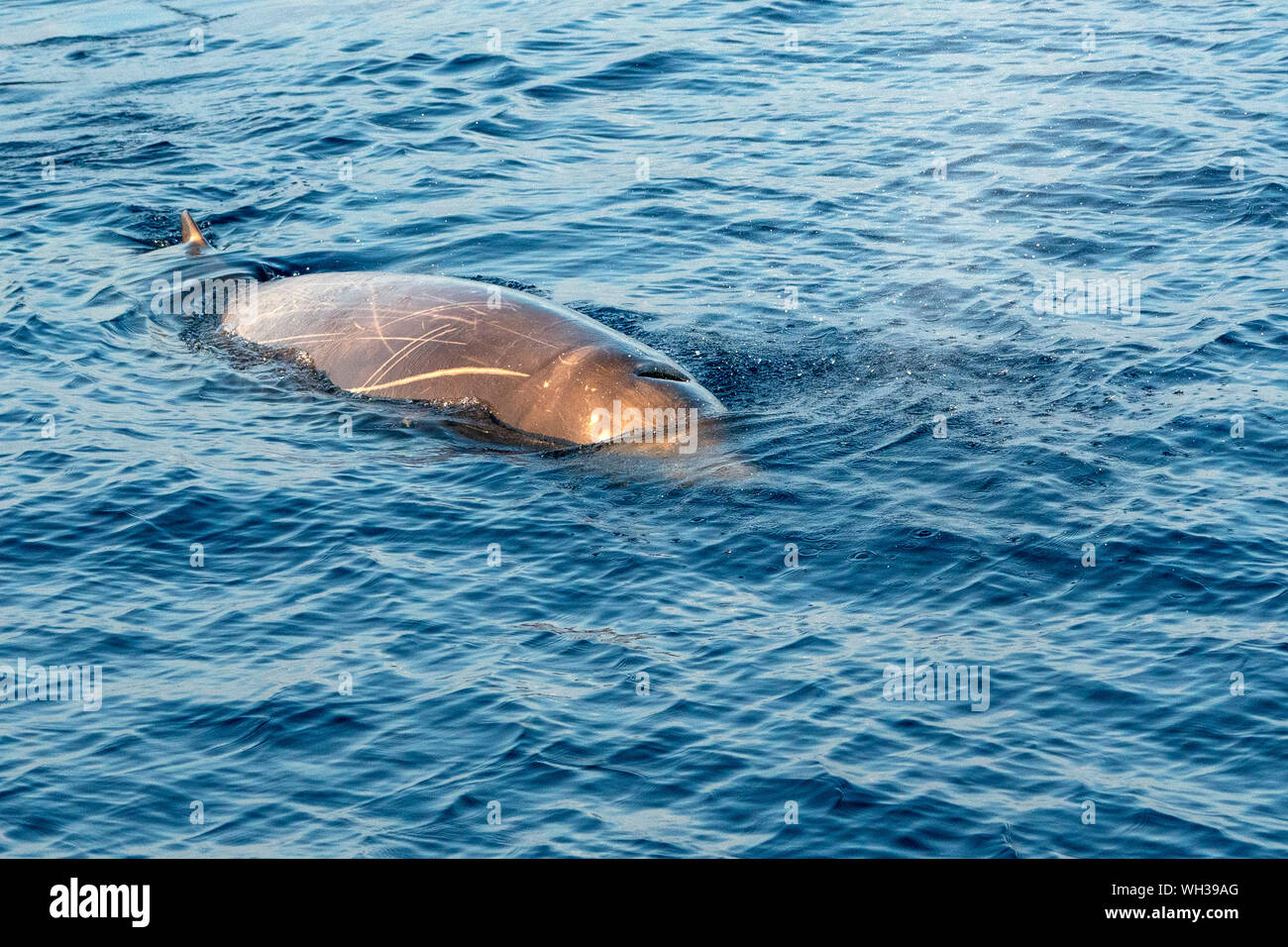Dolphin goose beaked Cuvier's whale ultra rare to see Stock Photo - Alamy