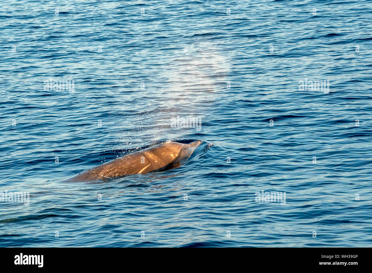 Dolphin goose beaked Cuvier's whale ultra rare to see Stock Photo - Alamy