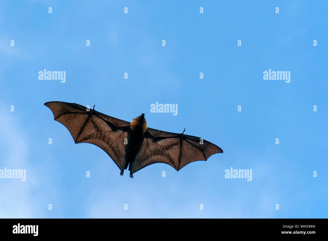 Flying fox bat face hi-res stock photography and images - Alamy