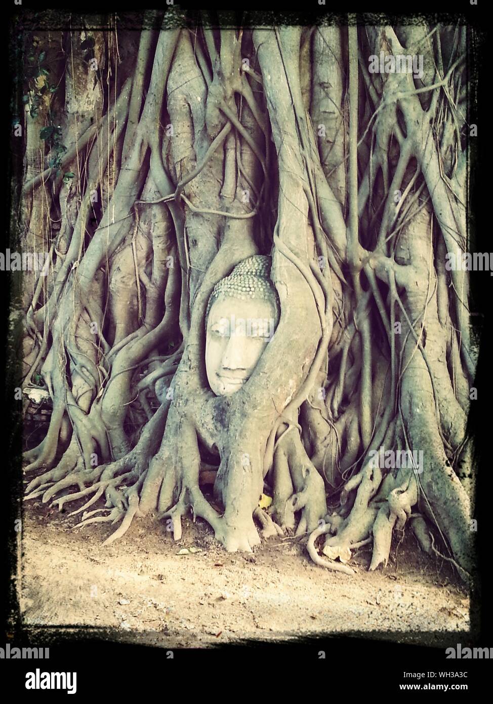 Inside tree hi-res stock photography and images - Alamy