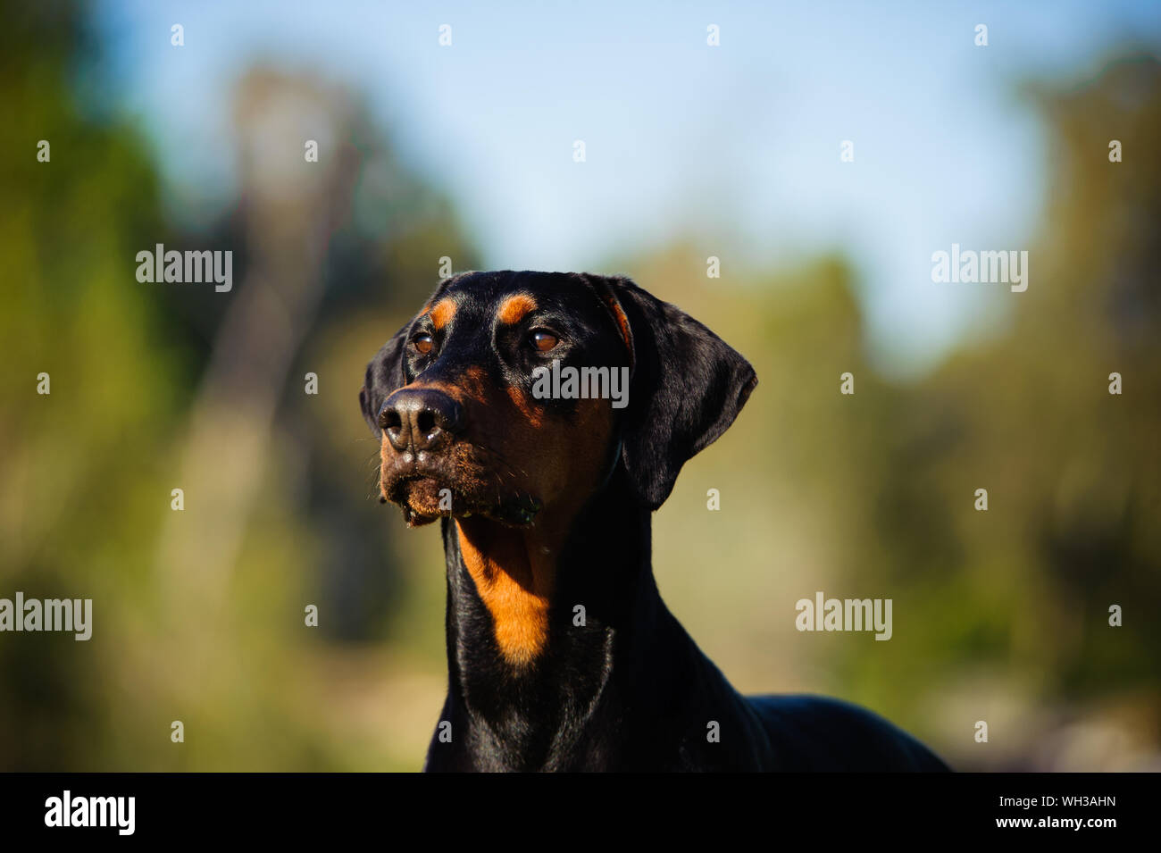 Doberman hi-res stock photography and images - Alamy