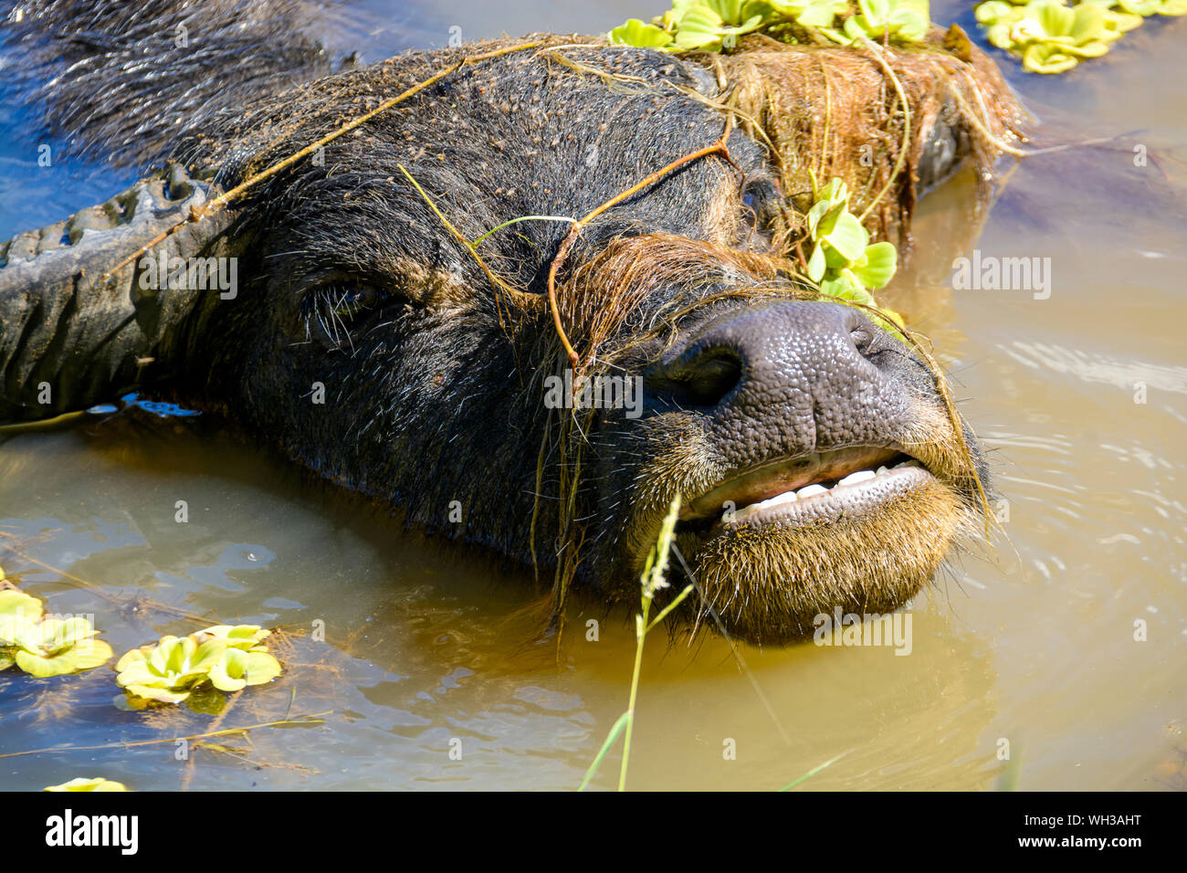 Buffalo Swimming High Resolution Stock Photography and Images - Alamy