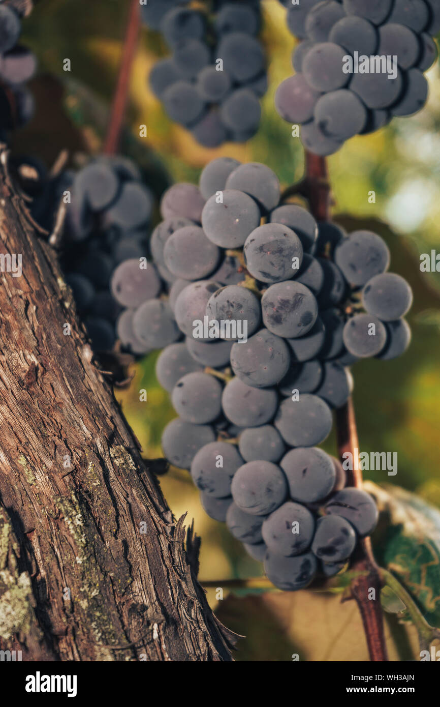 Bunch of blue grapes on a growing grapevine background Stock Photo - Alamy