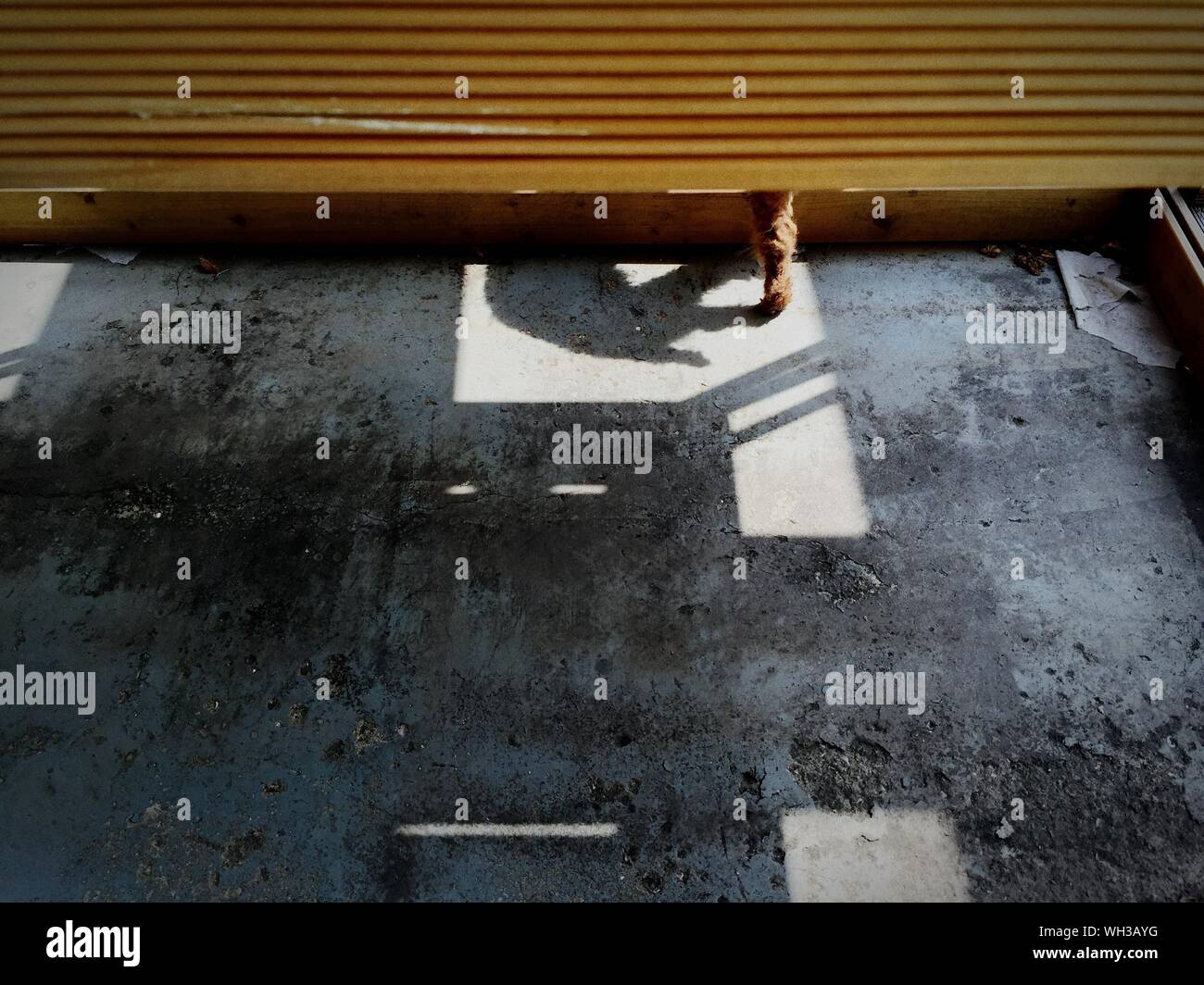 Shutter dog hi-res stock photography and images - Alamy