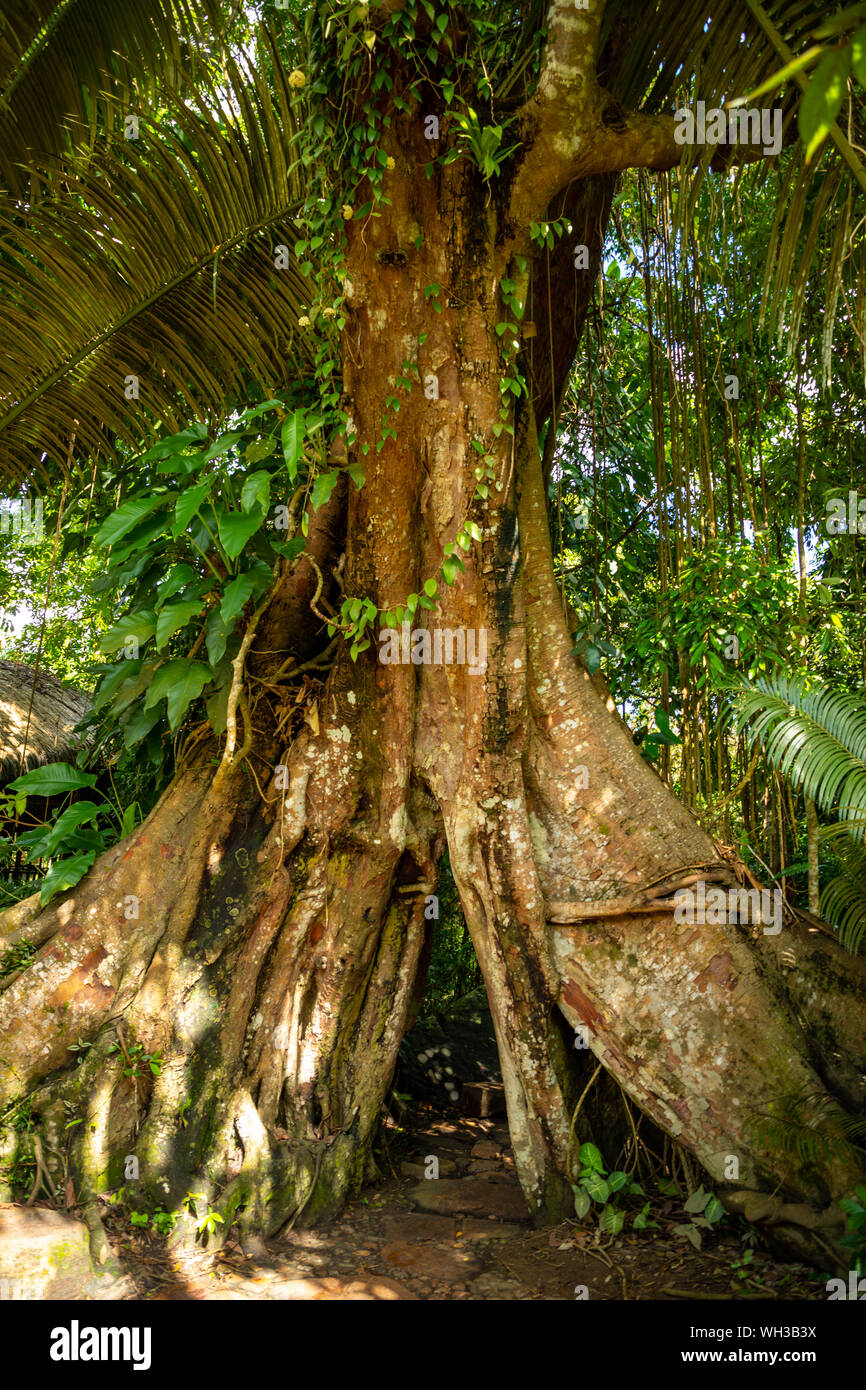 Chinese banyan tree hi-res stock photography and images - Alamy