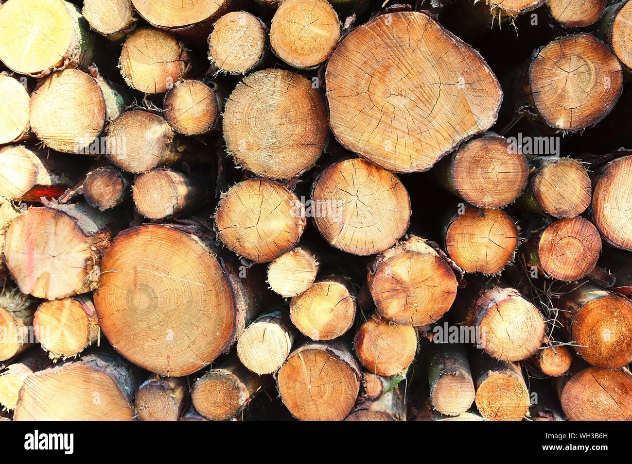Detailed close up texture of stacked firewood with annual rings in high ...
