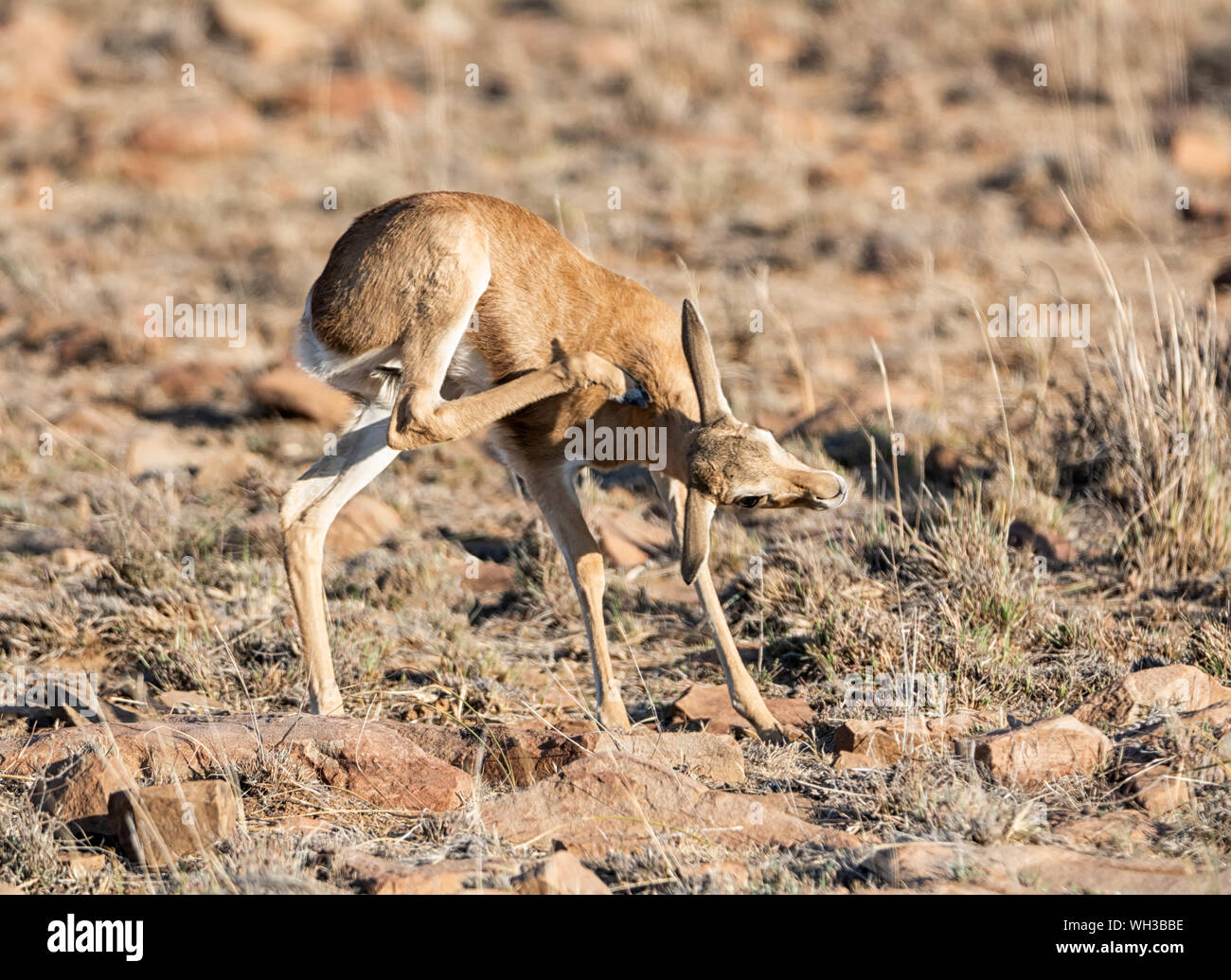 Juvenile Springbok in Southern African savanna Stock Photo - Alamy