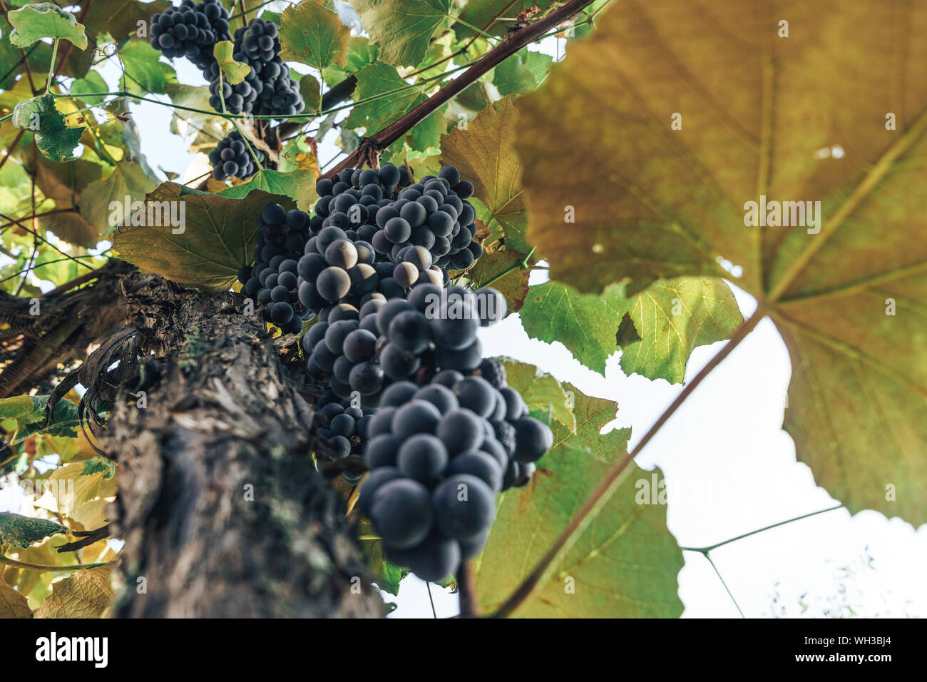 Bunch of blue grapes on a growing grapevine background Stock Photo - Alamy