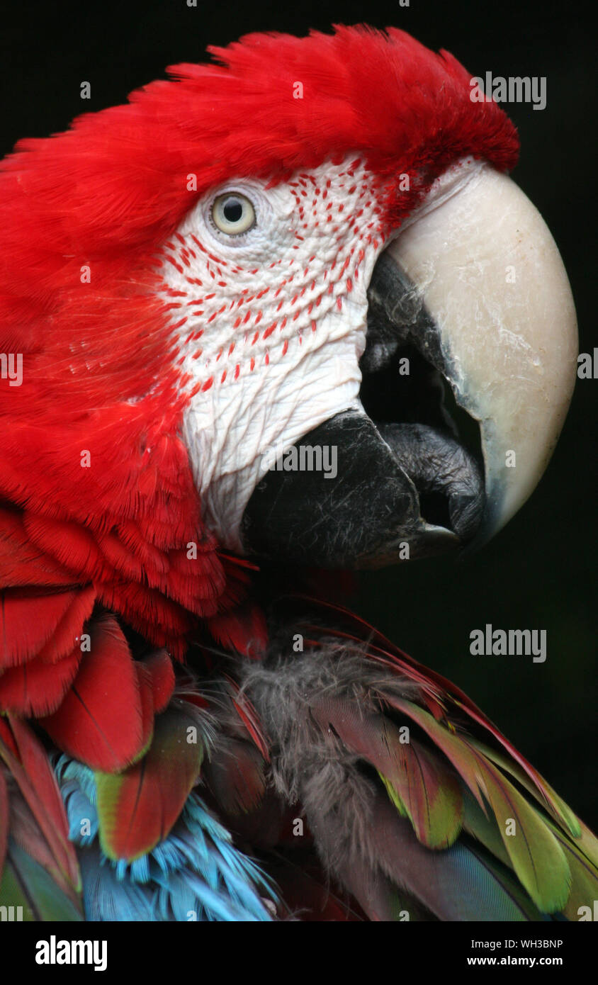 Roter ara papagei vogel hi-res stock photography and images - Alamy