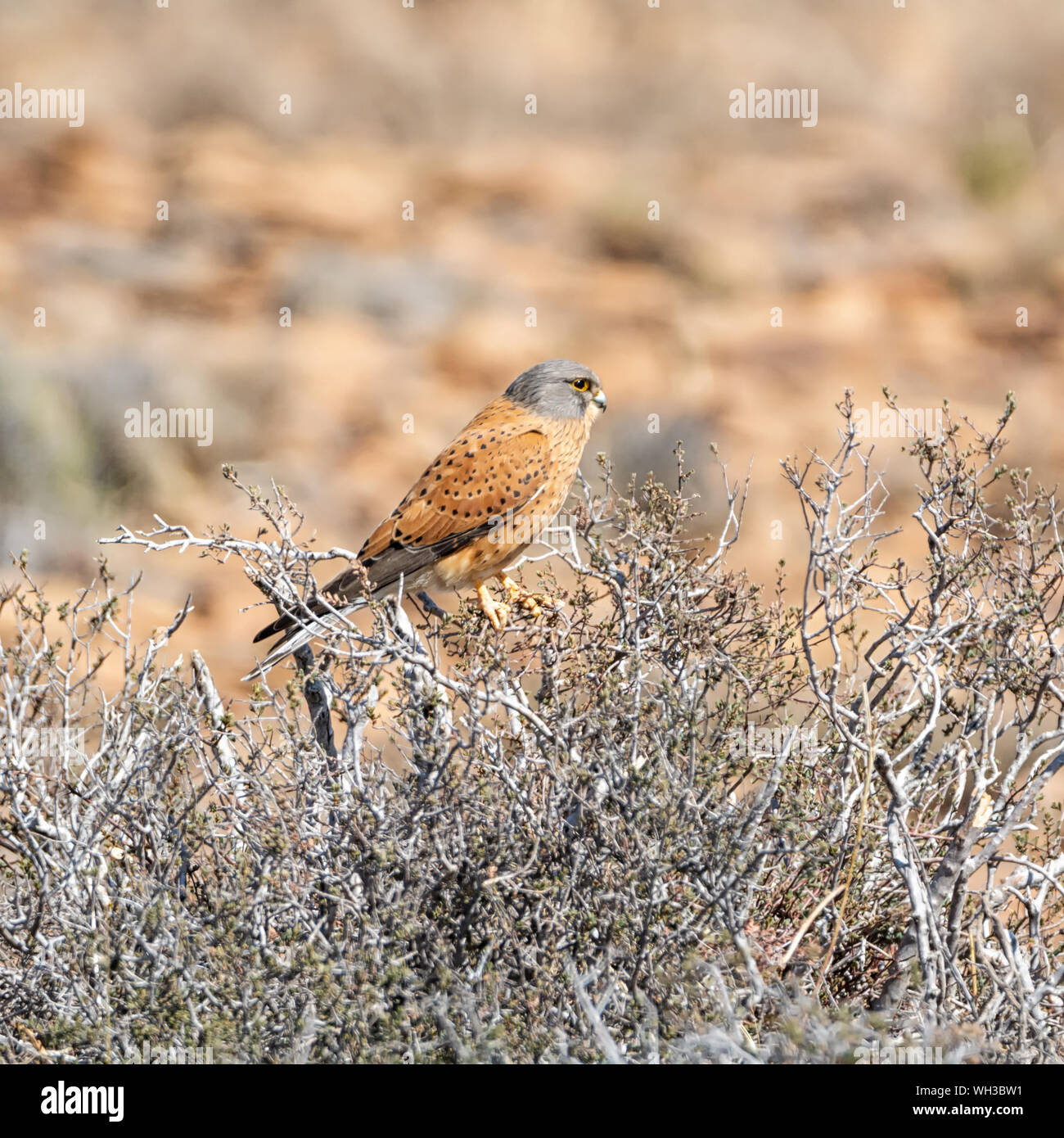 A Rock Kestrel perched on a bush in Southern African savanna Stock ...