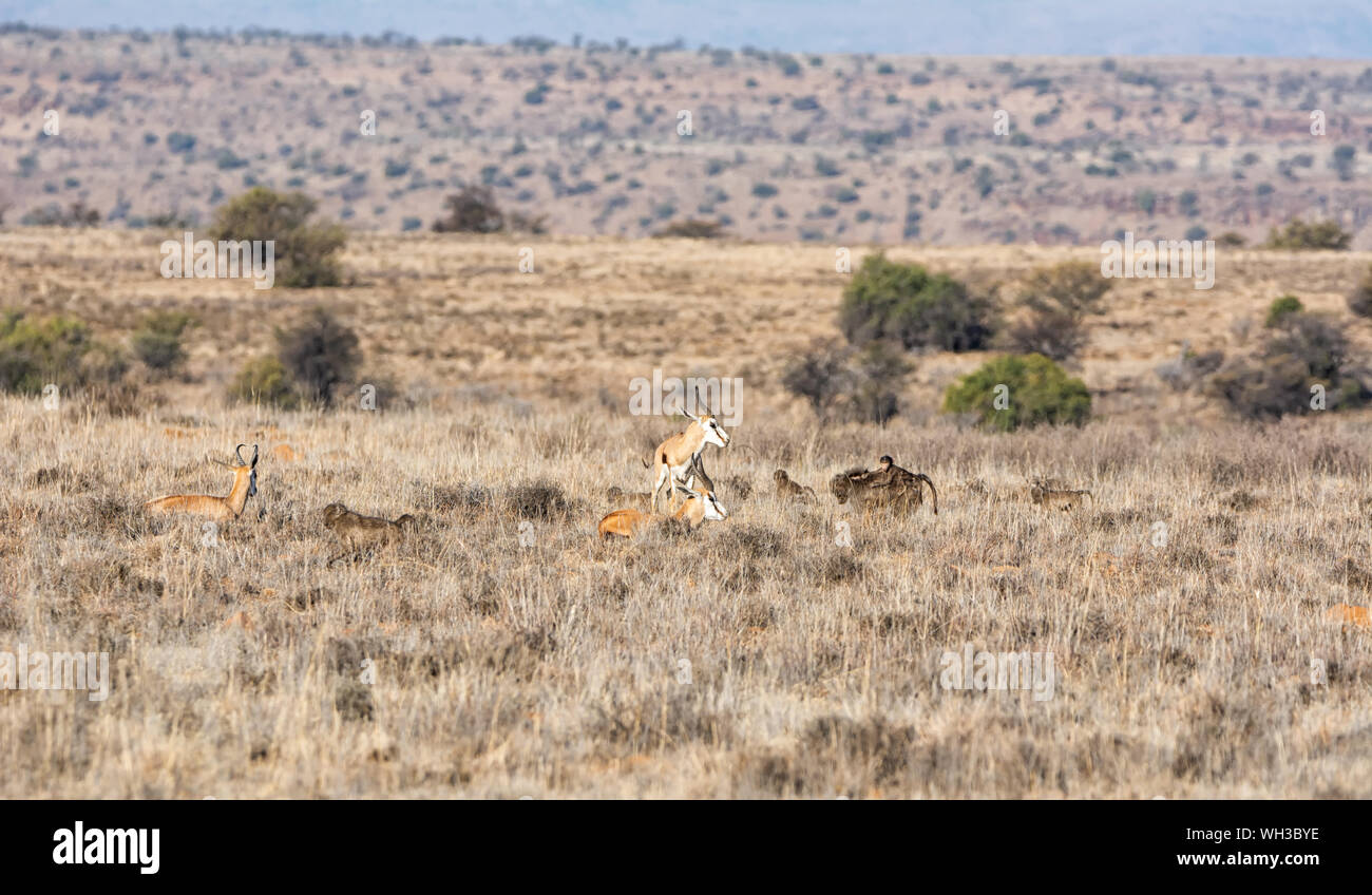 Springboks eating hi-res stock photography and images - Alamy
