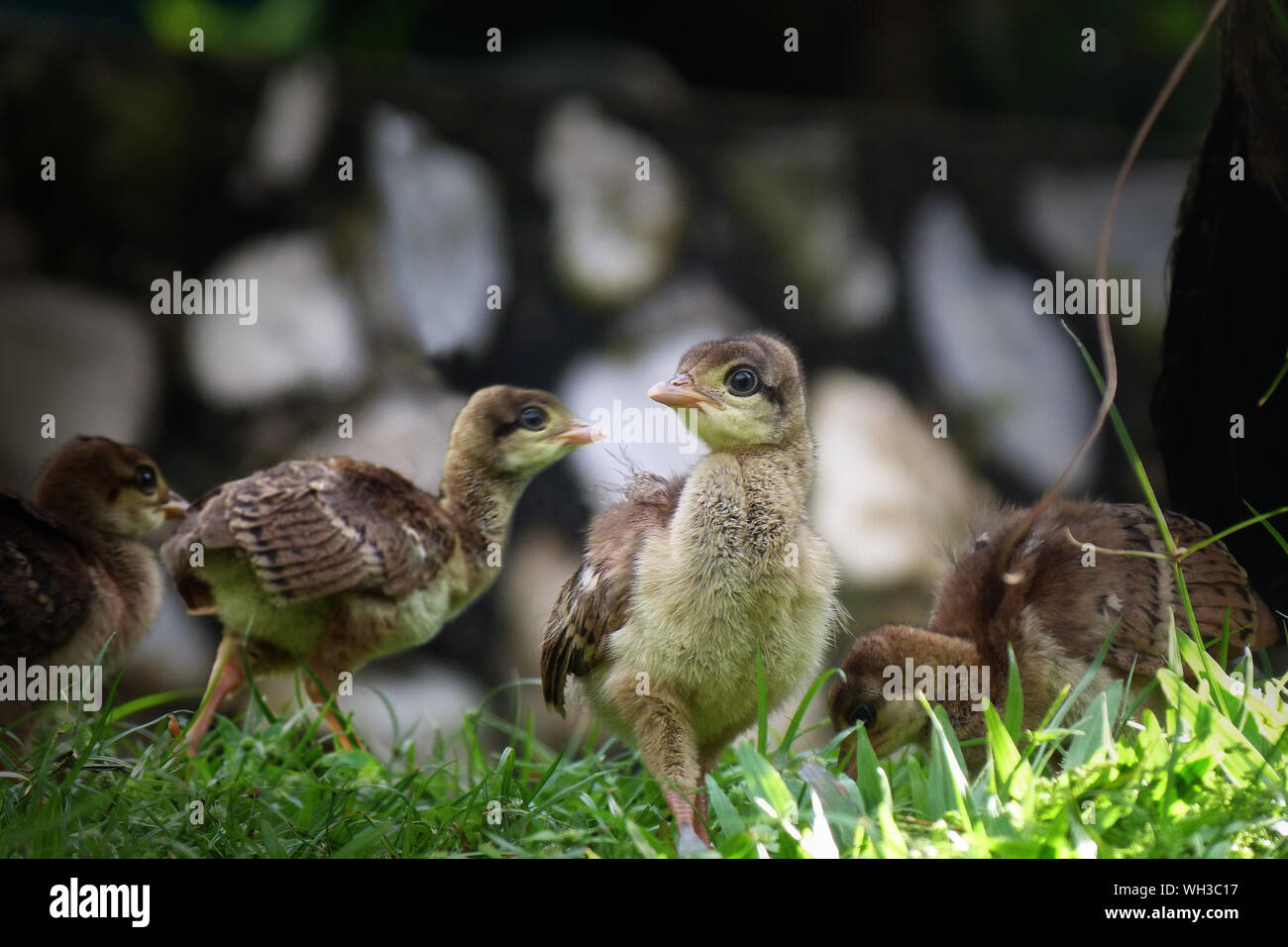Peachick peacock hi-res stock photography and images - Alamy