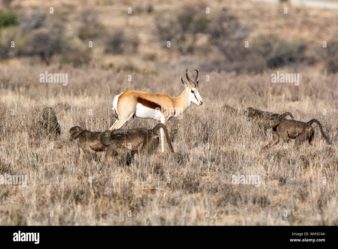 Springboks and Baboons foraging in Southern African savanna Stock Photo ...