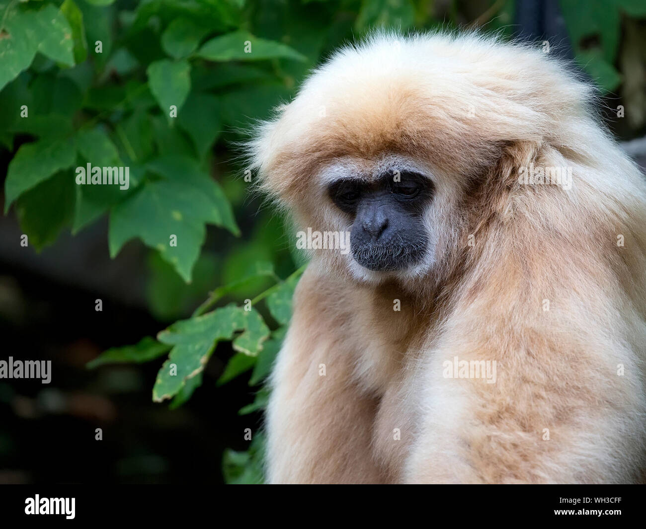 Lar gibbon a portrait Stock Photo - Alamy