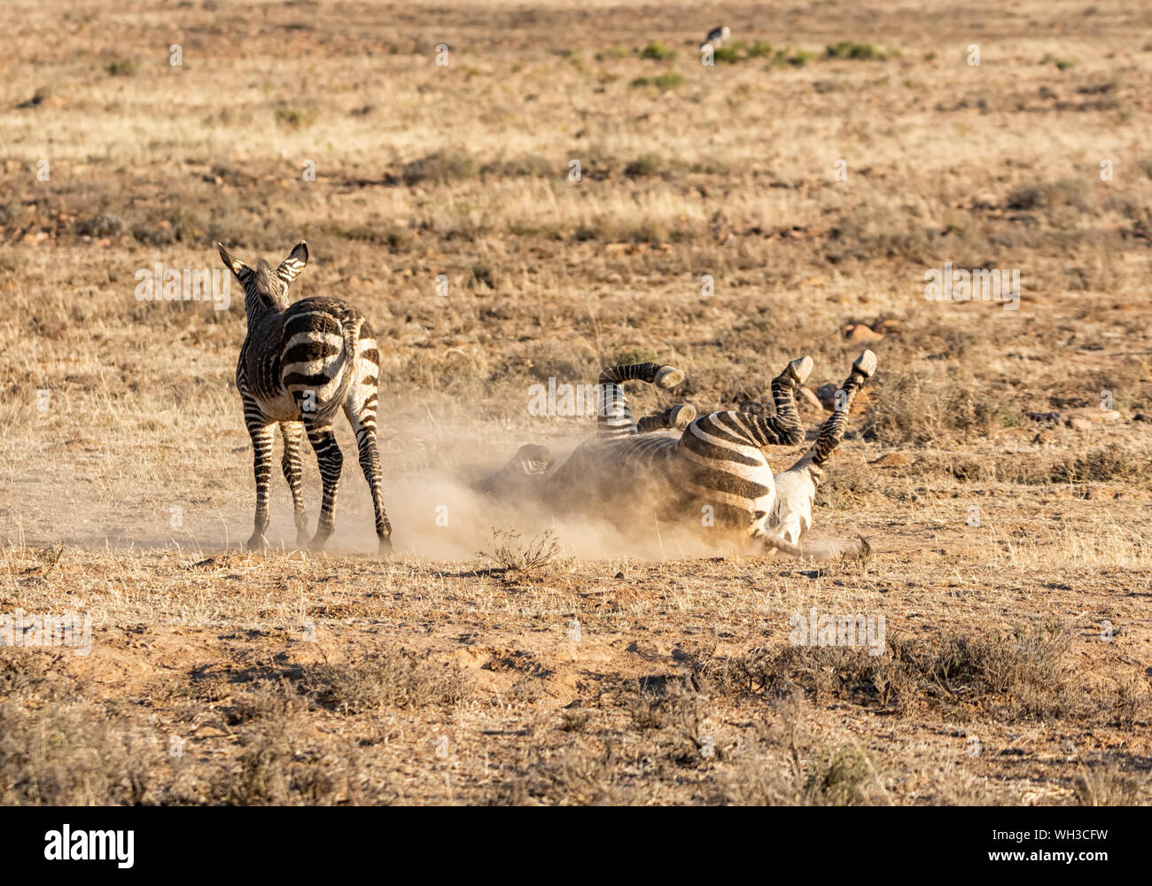 A Cape Mountain Zebra having a dust bath in Southern African savanna ...