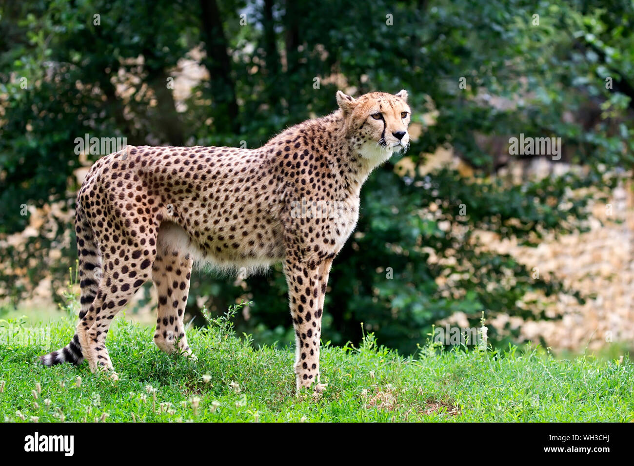 Cheetah fast cat hi-res stock photography and images - Alamy