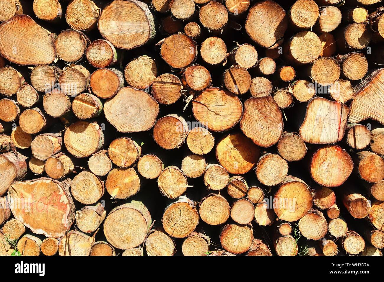 Detailed close up texture of stacked firewood with annual rings in high ...