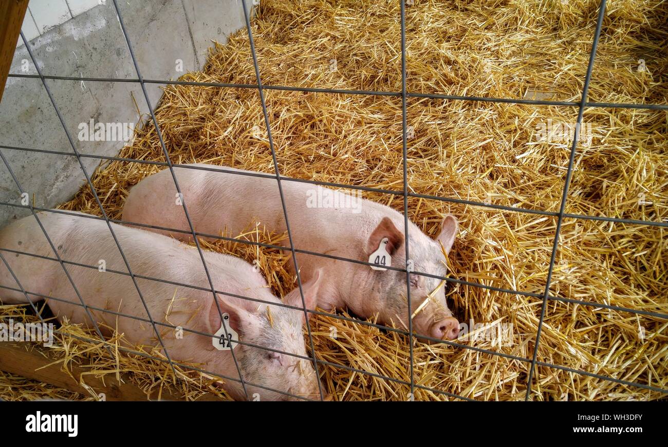 Two sleeping pigs hi-res stock photography and images - Alamy