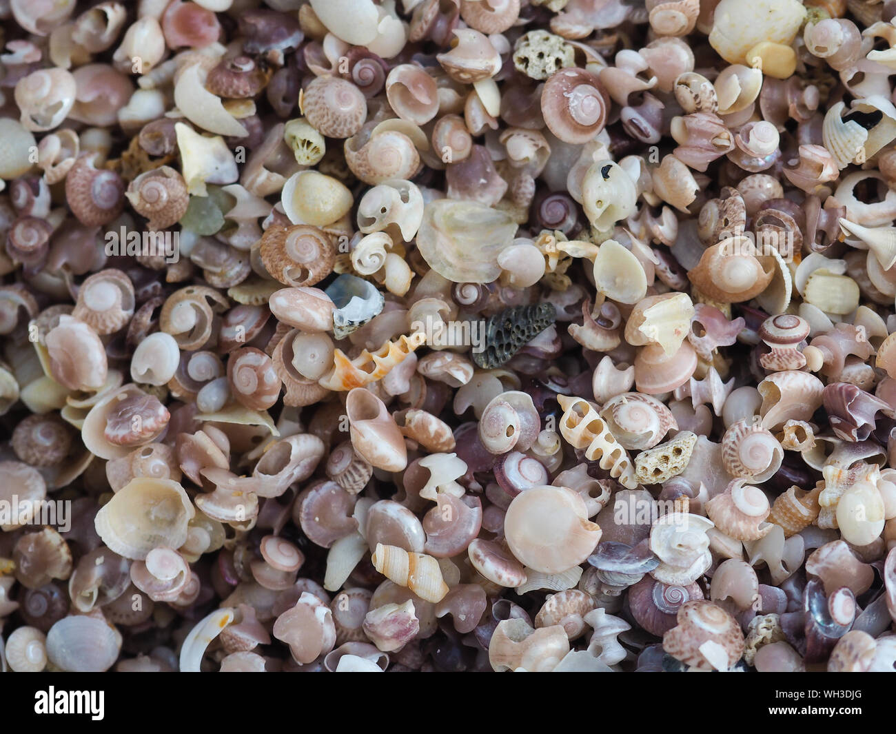 Pile of seashells hi-res stock photography and images - Alamy