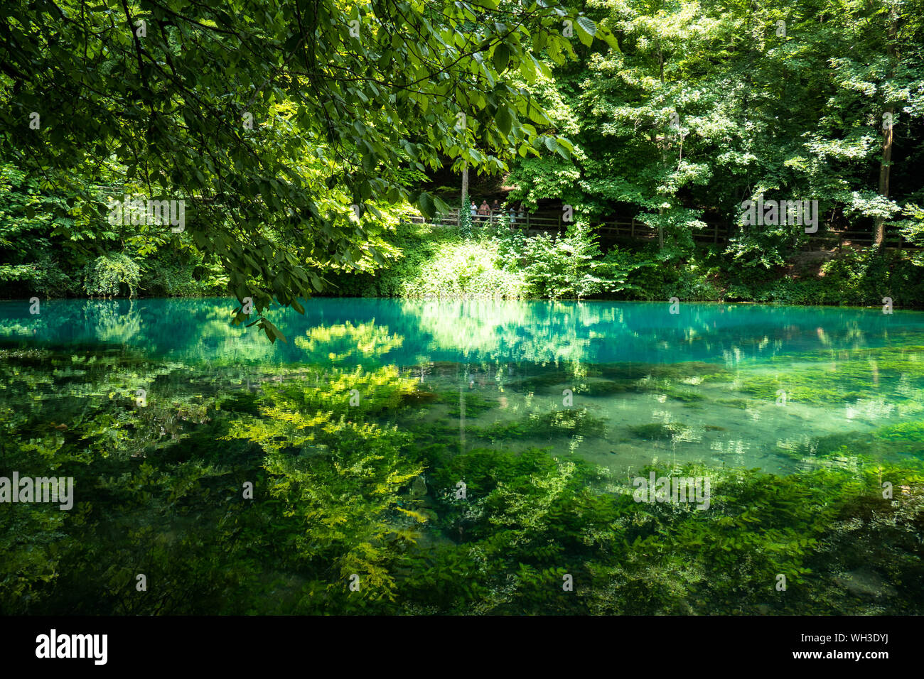 Algae in the river hi-res stock photography and images - Alamy