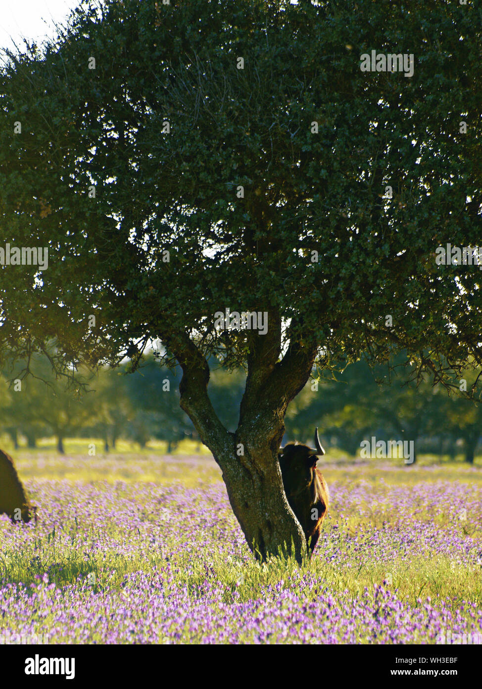 Tree with purple flowers hi-res stock photography and images - Alamy