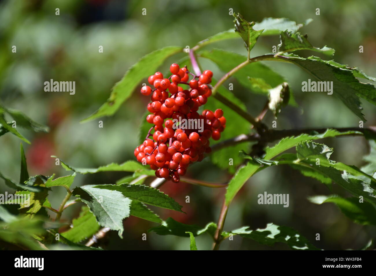 Holunder Strauch High Resolution Stock Photography and Images - Alamy