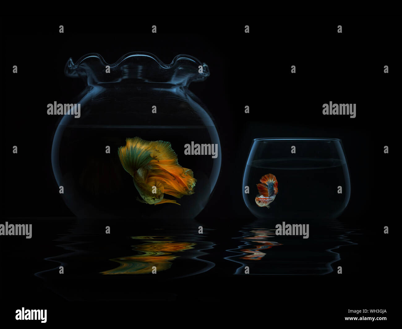 Fishbowls hi-res stock photography and images - Alamy